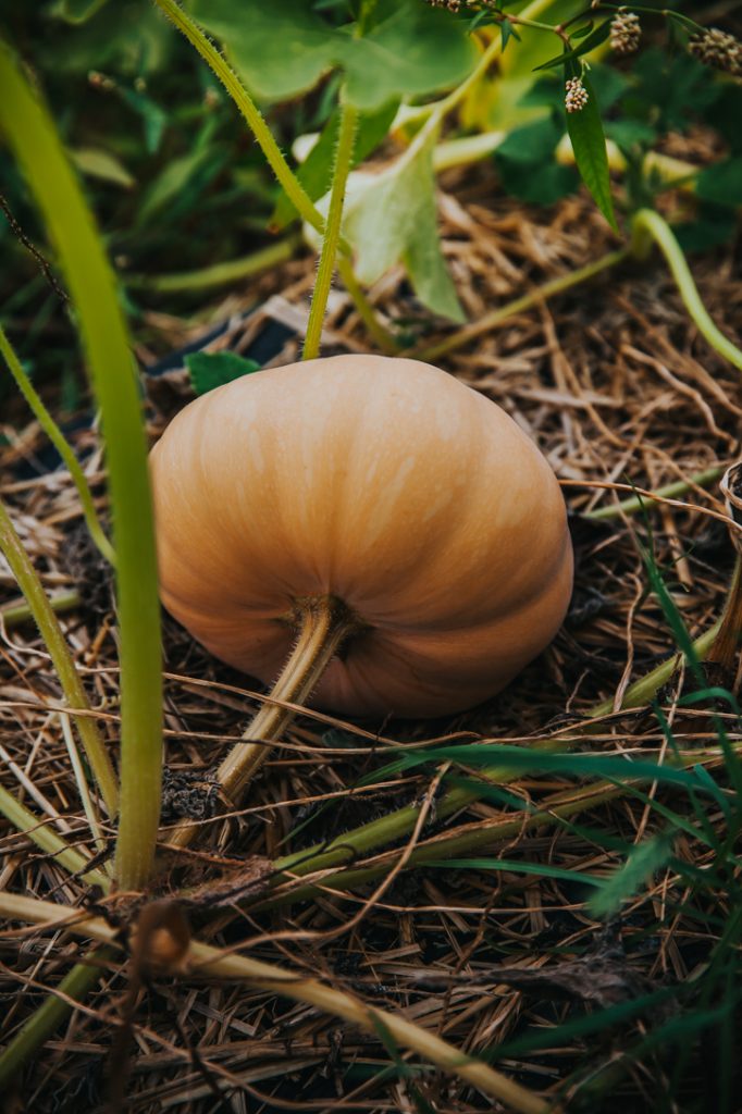 Coconut Curry Butterkin Squash Soup | A-Yo Kitchen
