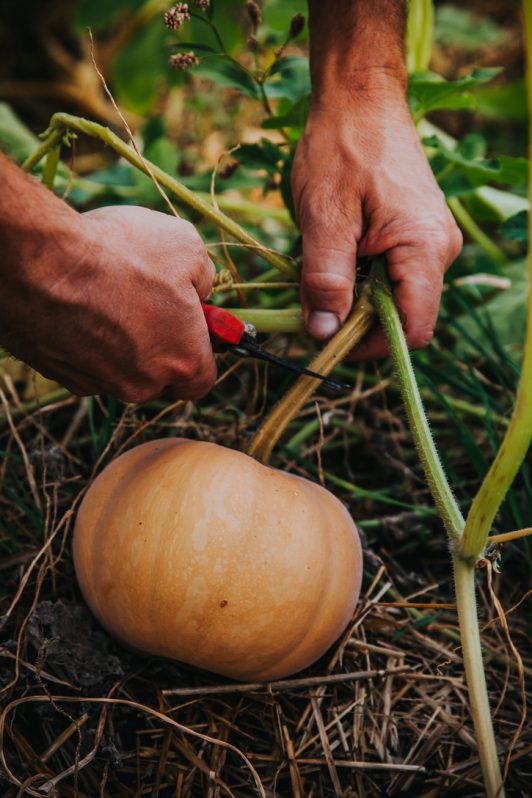 Coconut Curry Butterkin Squash Soup | A-Yo Kitchen